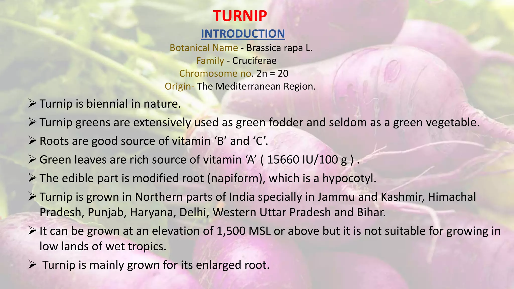 Producion technology of turnip | PPTX