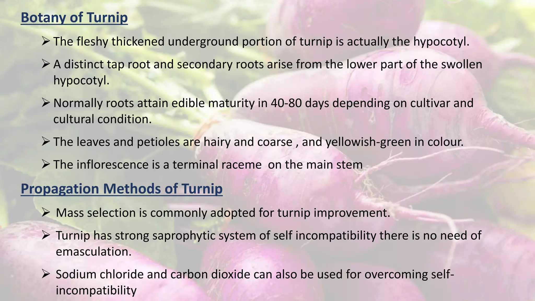 Producion technology of turnip | PPTX