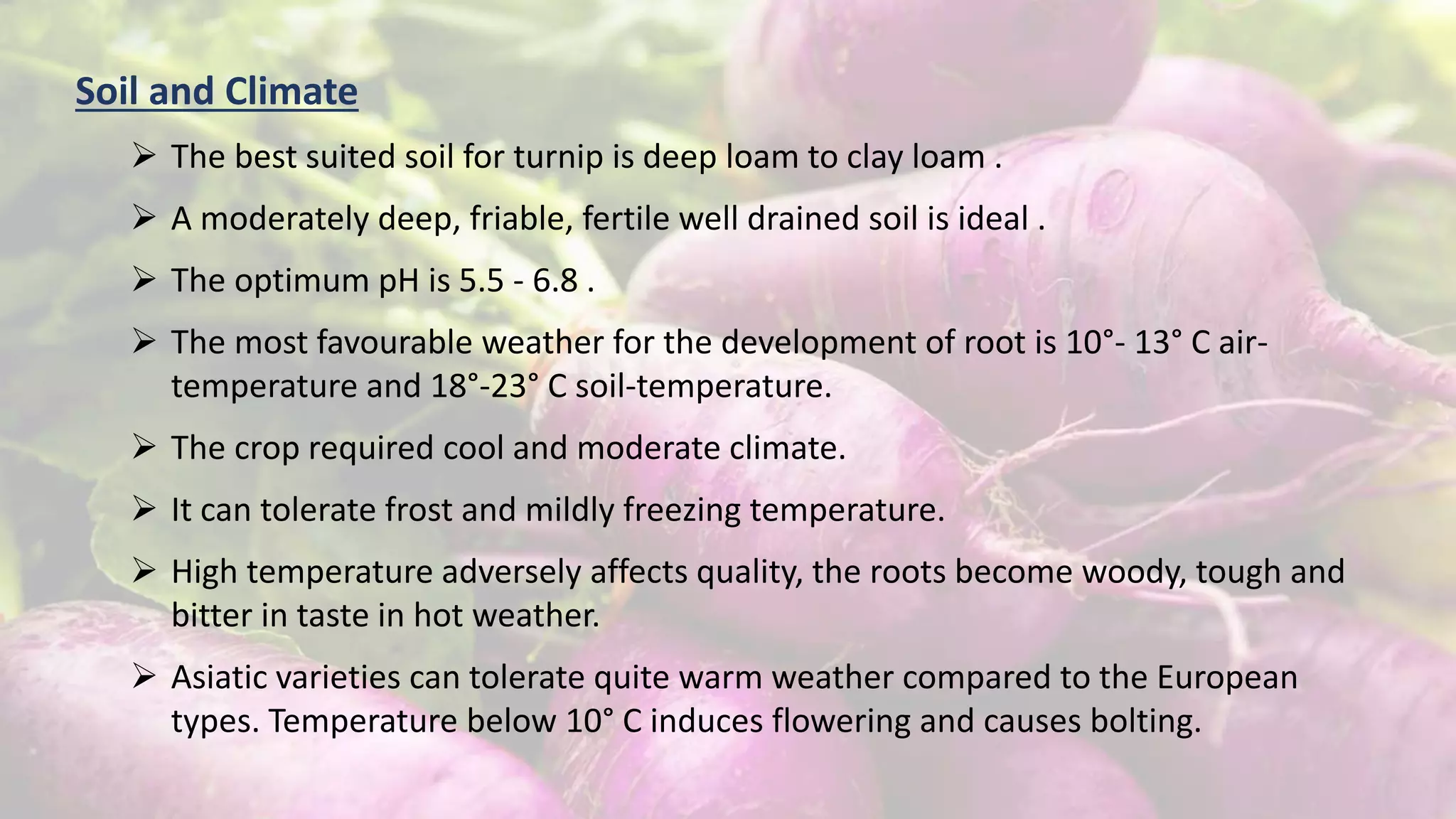 Producion technology of turnip | PPTX