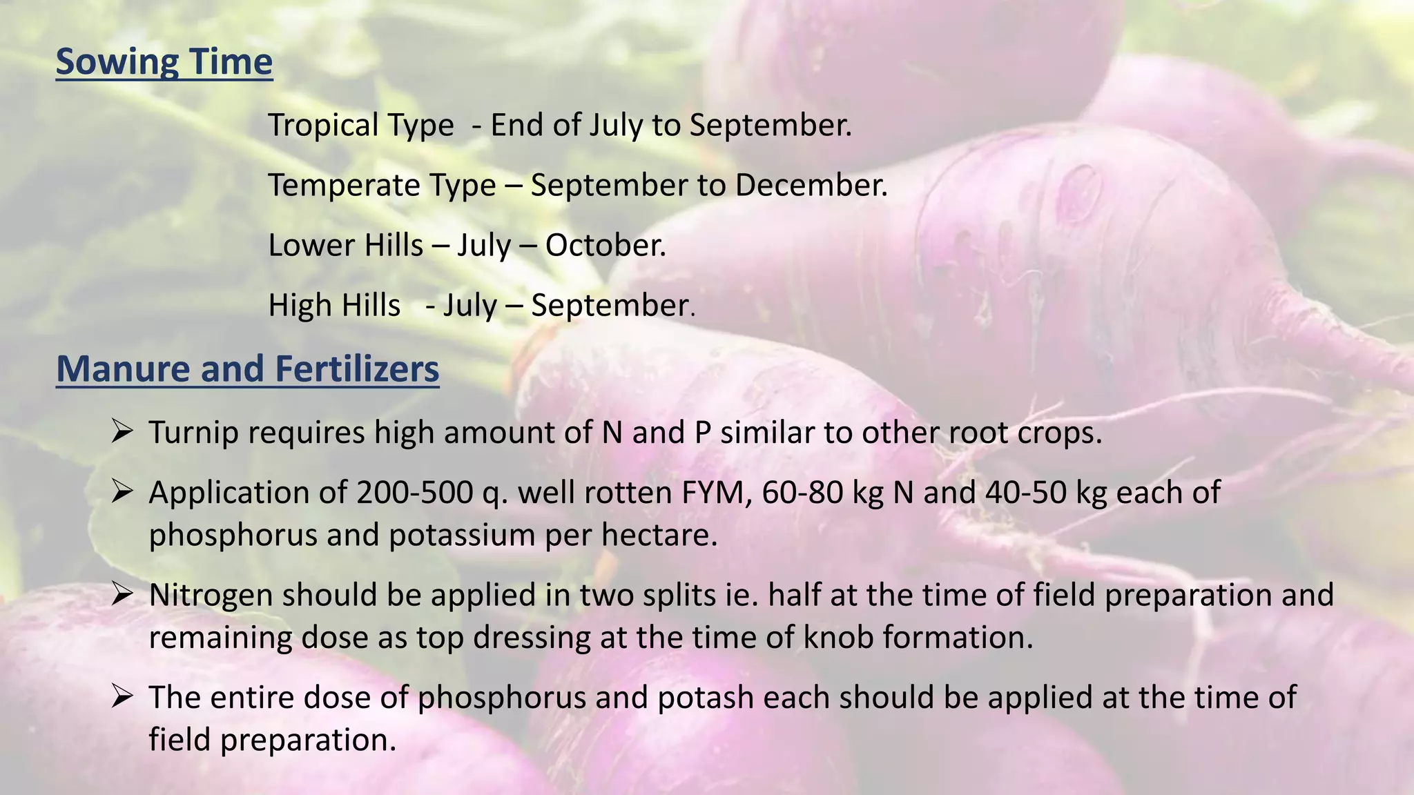 Producion technology of turnip | PPTX