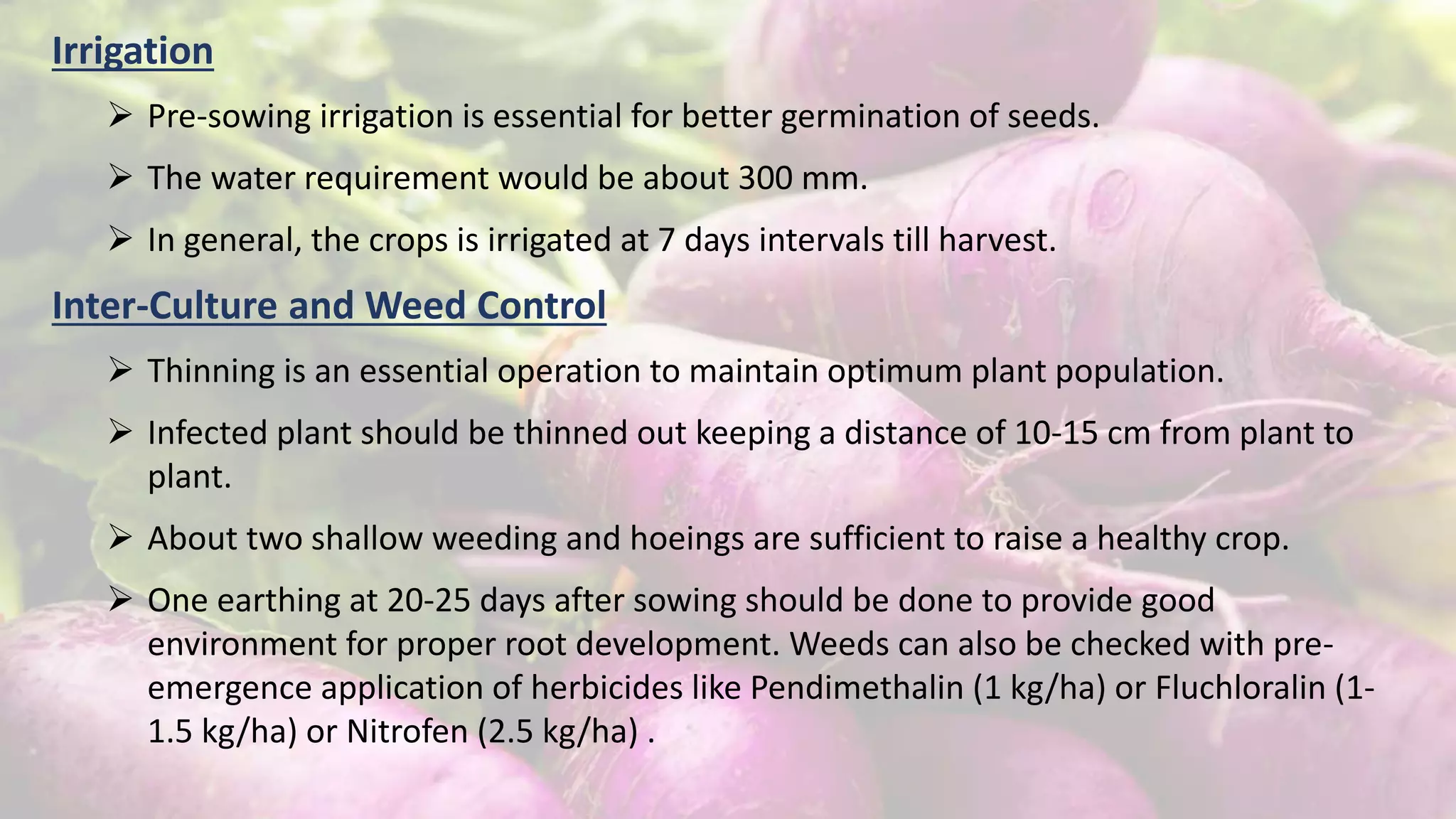 Producion technology of turnip | PPTX