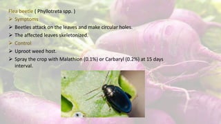 Producion technology of turnip | PPTX