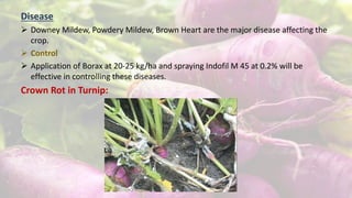 Producion technology of turnip | PPTX