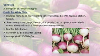 Producion technology of turnip | PPTX