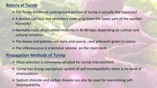 Producion technology of turnip | PPTX