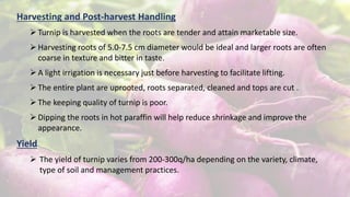 Producion technology of turnip | PPTX