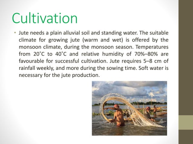 Product from jute | PPT