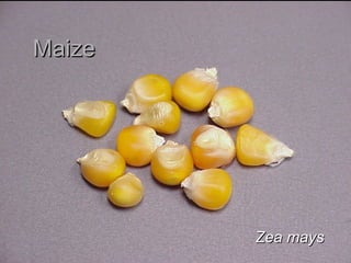 Productin technology of maize | PPT