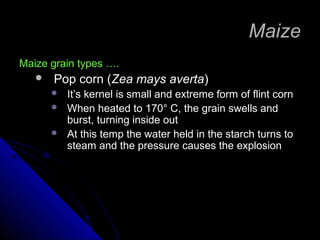 Productin technology of maize | PPT