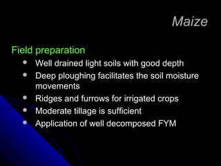 Productin technology of maize | PPT