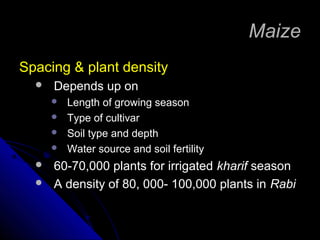 Productin technology of maize | PPT