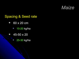 Productin technology of maize | PPT