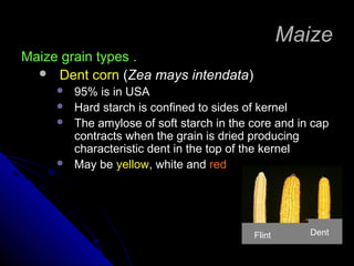 Productin technology of maize | PPT