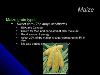 Productin technology of maize | PPT