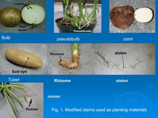 PRODUCTION-PRACTICES-FOR-ANNUAL-CROPS.pptx