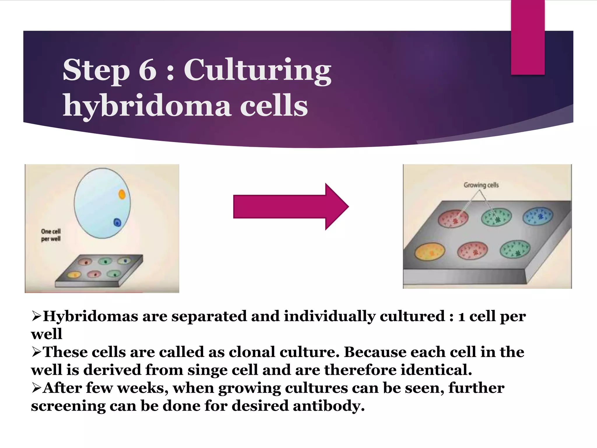 Production and applications of monoclonal antibodies | PPTX