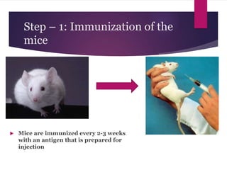 Production and applications of monoclonal antibodies | PPTX