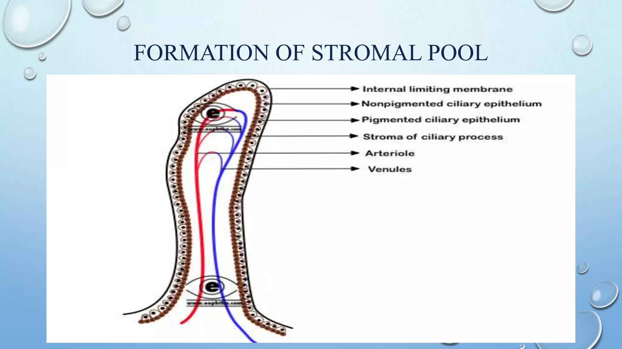Production and flow of aqueous humor | PPTX
