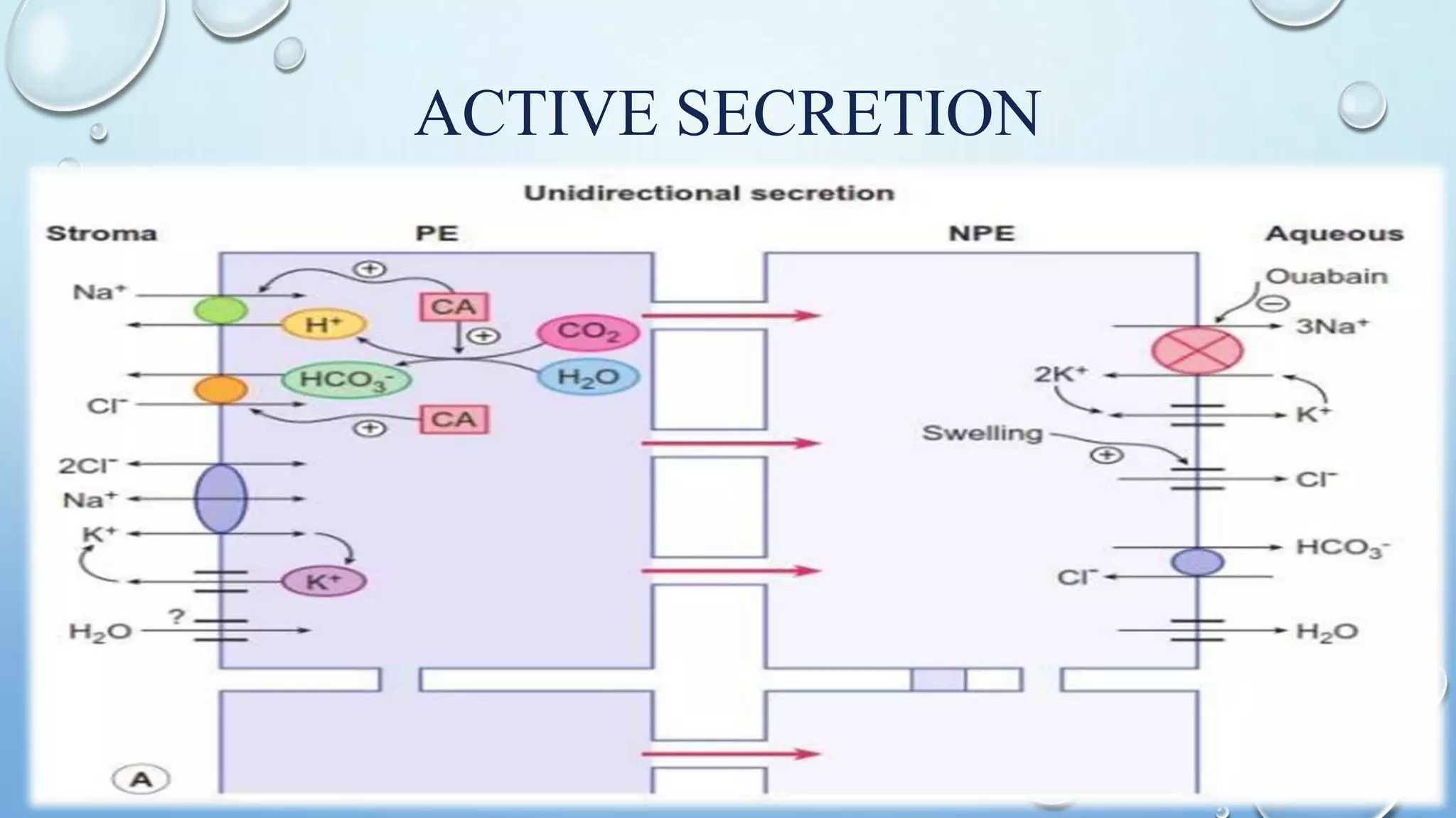 Production and flow of aqueous humor | PPTX