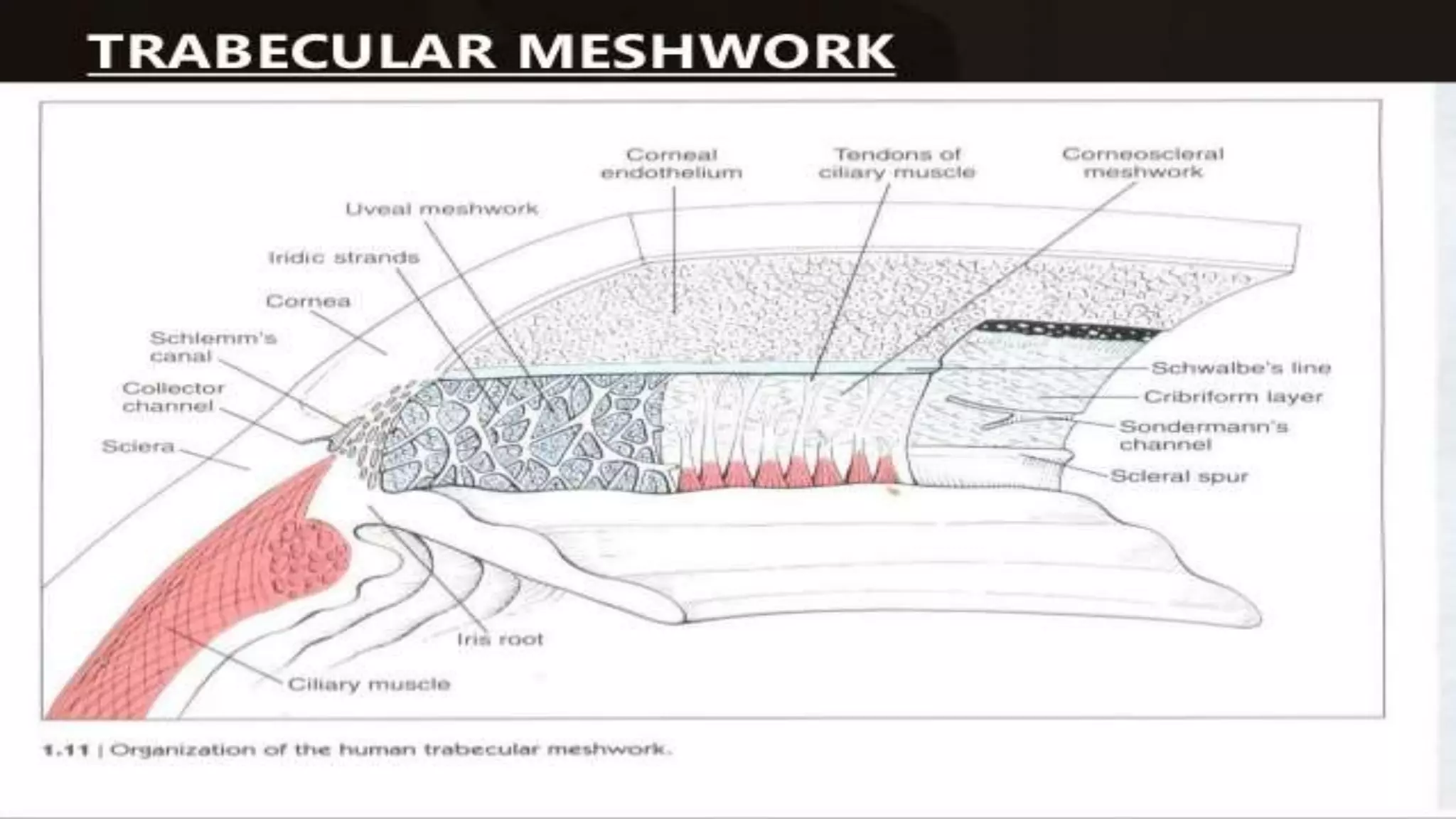 Production and flow of aqueous humor | PPTX