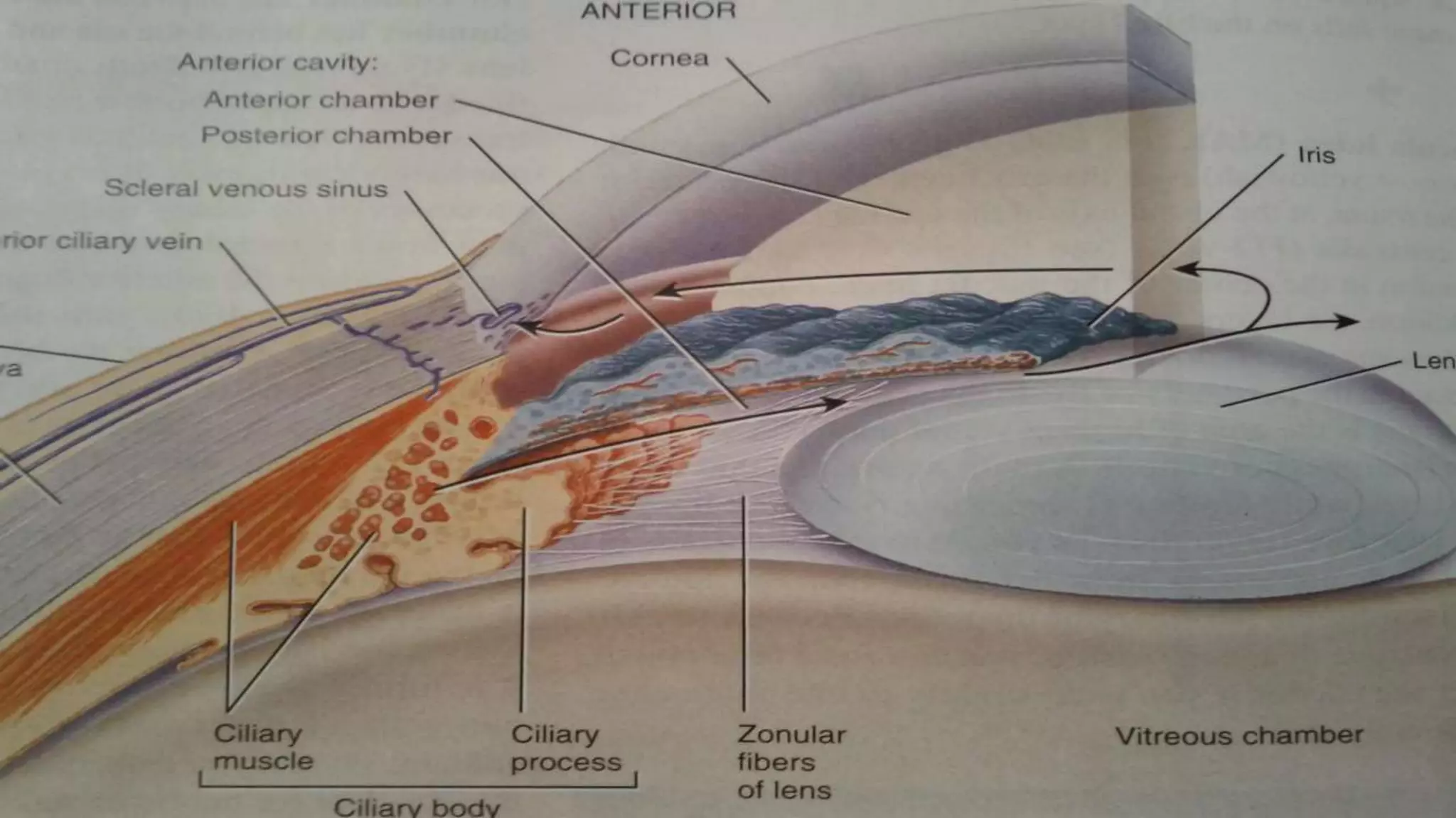 Production and flow of aqueous humor | PPTX
