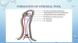Production and flow of aqueous humor | PPTX