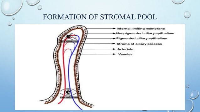 Production and flow of aqueous humor | PPT Production and flow of aqueous humor | PPT