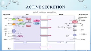 Production and flow of aqueous humor | PPTX