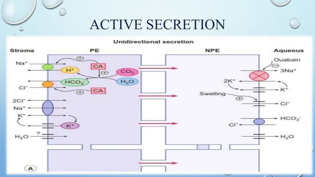 Production and flow of aqueous humor | PPTX