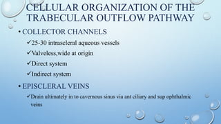Production and flow of aqueous humor | PPTX