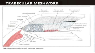 Production and flow of aqueous humor | PPTX