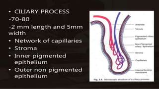 Production and flow of aqueous humor | PPTX