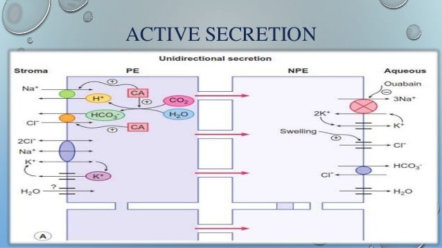 Production and flow of aqueous humor