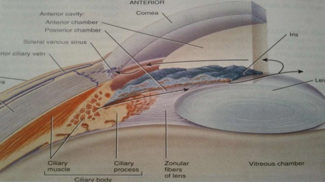 Diagram Showing The Flow Of Aqueous Humor Production And Flo