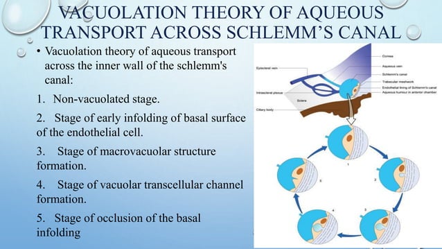 Production and flow of aqueous humor | PPTX | Eye and Vision Conditions ...