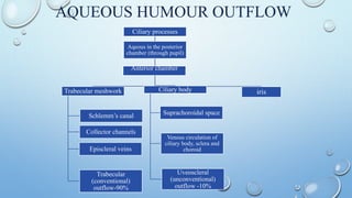 Production and flow of aqueous humor | PPT