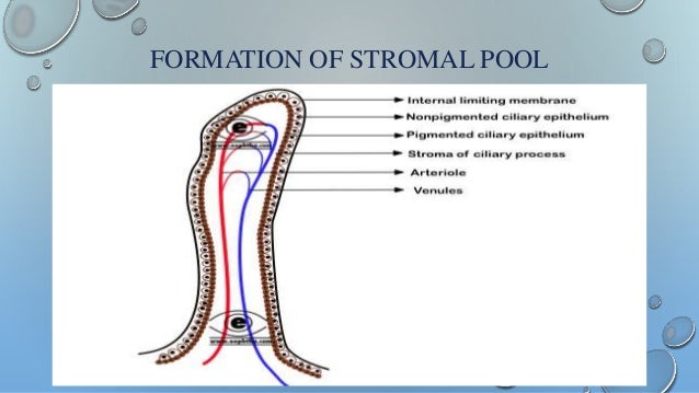 Diagram Of Aqueous Humor Flow Aqueous Humor Drainage Flowcha
