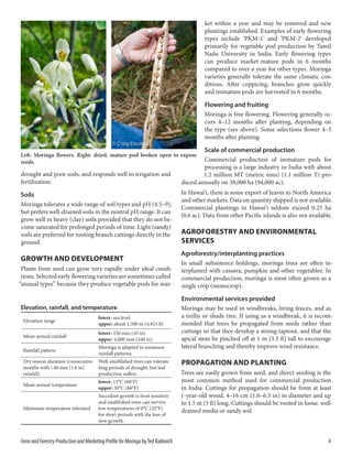 Production and marketing_moringa_farm_and_forestry | PDF