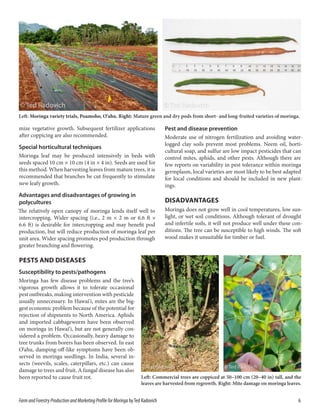 Production and marketing_moringa_farm_and_forestry | PDF