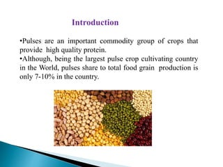Production and marketing of pulses | PPTX