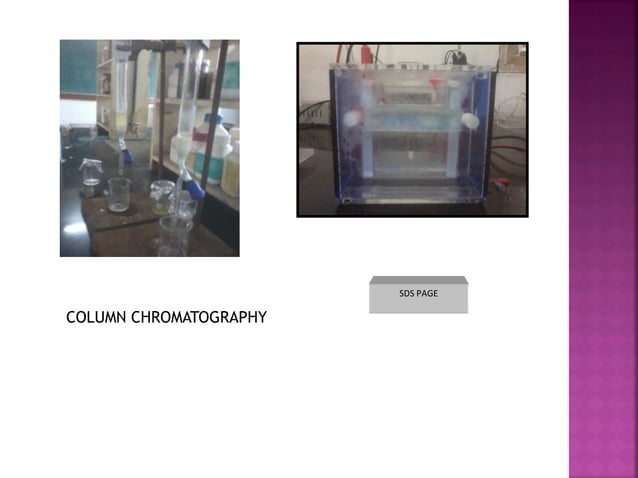 Production And Optimization Of Lipase From Bacillus Subtillis” Ppt
