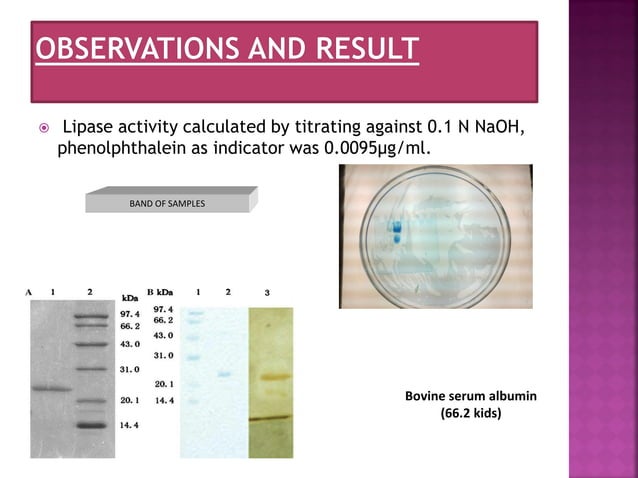 Production And Optimization Of Lipase From Bacillus Subtillis” Ppt