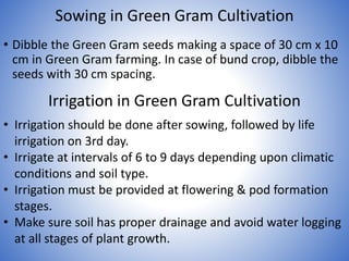 Production and protection technology of mungbean & urdbean | PPTX