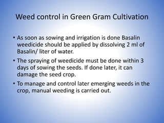 Production and protection technology of mungbean & urdbean | PPTX