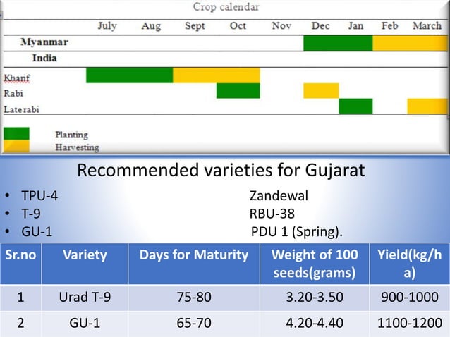 Production and protection technology of mungbean & urdbean | PPTX ...