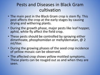 Production and protection technology of mungbean & urdbean | PPTX