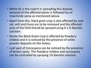 Production and protection technology of mungbean & urdbean | PPTX