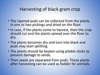 Production and protection technology of mungbean & urdbean | PPTX
