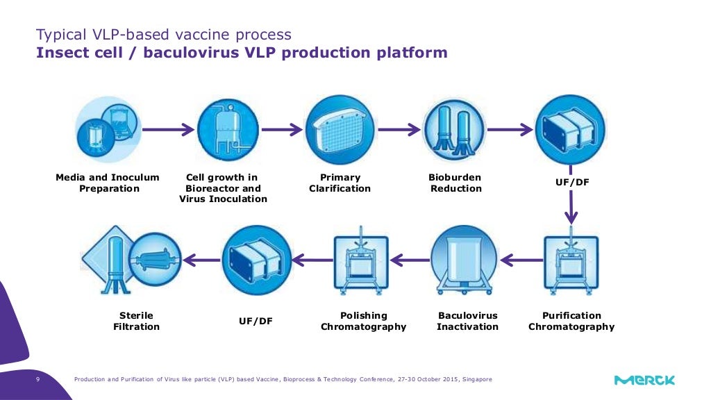 Production and Purification of Virus Like Particle (VLP) based Vaccine