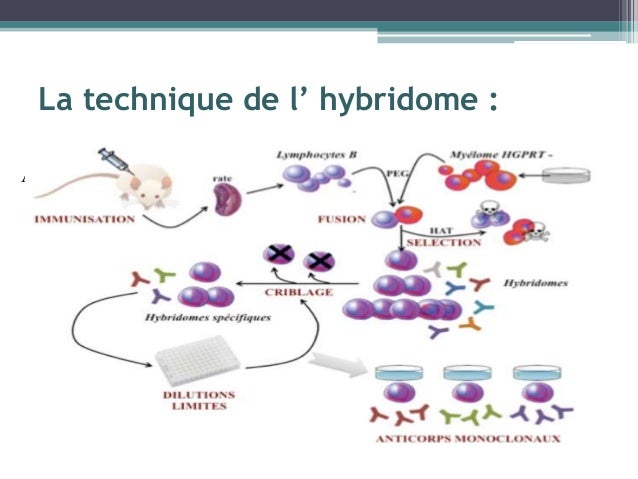 Production des ac recombinant